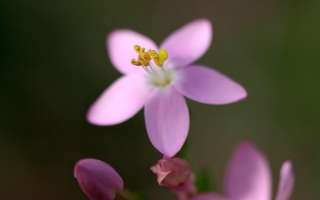Bach Flower Essence Centaury (Centaurium erythaea)