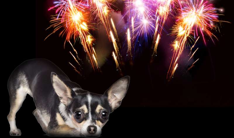 7 tips to help your dog with a fear of fireworks
