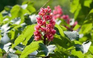 Bach Flower Essence Red Chestnut treats over-concern