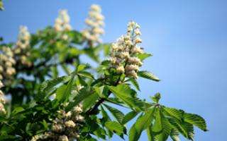 Bach Flower Essence White Chestnut treats repetitive thinking