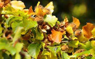 Bach Flower Essence Beech is used to treat intolerance