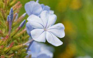 Bach Flower Essence Cerato (Ceratostigma Willmottiana)