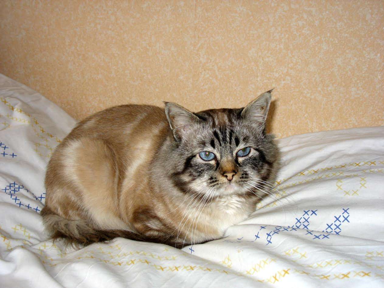 Pépito the cat, talks about his treatment - Testimonial